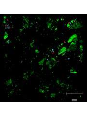 Raman image of graphene