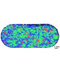 30 minute Raman tablet map